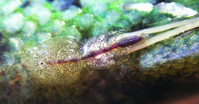 Global Salmon Initiative on LinkedIn: Government of Canada finds “no ... Global Salmon Initiative on LinkedIn: Government of Canada finds “no ...