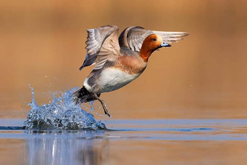 Luigi Bortolami on LinkedIn: Lasciamoli volare in pace! Luigi Bortolami on LinkedIn: Lasciamoli volare in pace!