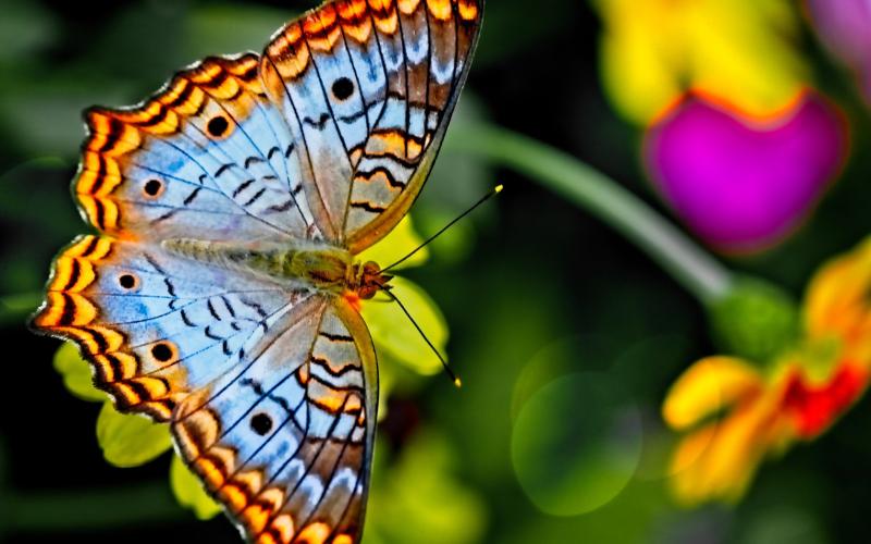 Radivoje Ostojic on LinkedIn: Impeller, the New Flutter Rendering ... Radivoje Ostojic on LinkedIn: Impeller, the New Flutter Rendering ...