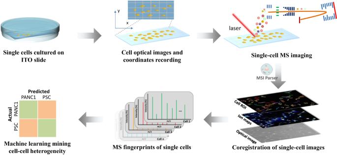 Mohammad H Kailani on LinkedIn: Single-cell lipidomics enabled by dual ... Mohammad H Kailani on LinkedIn: Single-cell lipidomics enabled by dual ...