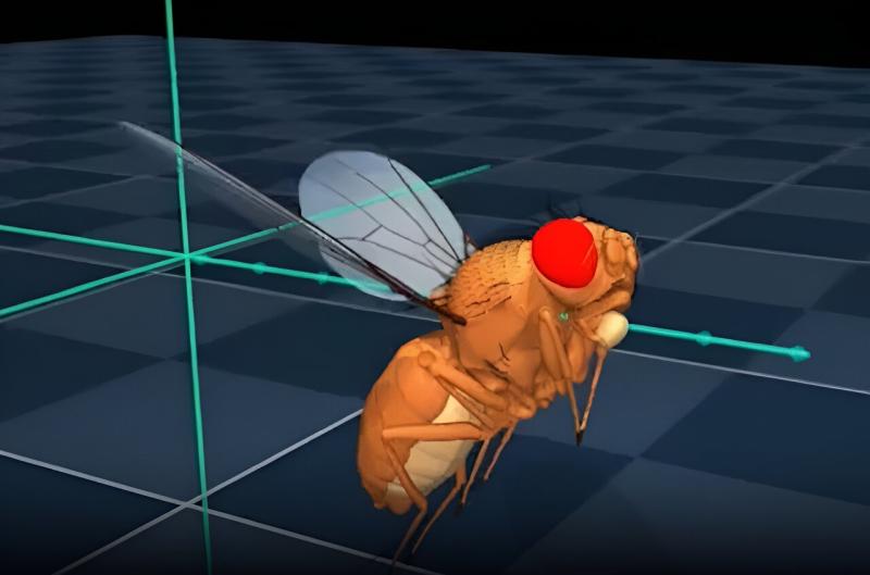 David Laxer on LinkedIn: Artificial intelligence brings a virtual fly ... David Laxer on LinkedIn: Artificial intelligence brings a virtual fly ...