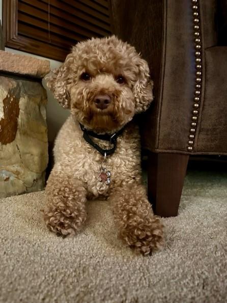 Pittenger & Anderson, Inc. on LinkedIn: The Pets of P&A - Macy ... Pittenger & Anderson, Inc. on LinkedIn: The Pets of P&A - Macy ...