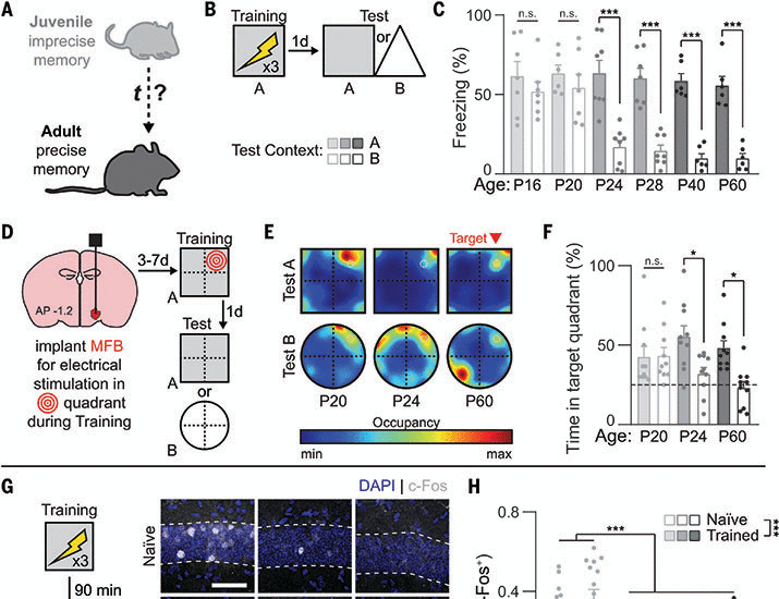 A shift in the mechanisms controlling hippocampal engram formation ... A shift in the mechanisms controlling hippocampal engram formation ...