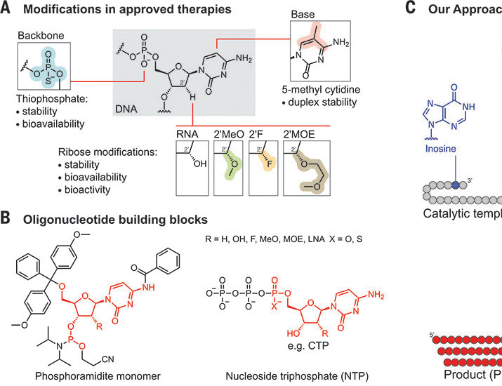 shaik Mahammad Thousif (He/Him) on LinkedIn: An enzyme cascade enables ... shaik Mahammad Thousif (He/Him) on LinkedIn: An enzyme cascade enables ...