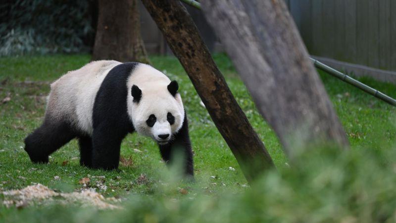 Michael Hwa-Han Wang on LinkedIn: Xi Jinping hints China could send new ... Michael Hwa-Han Wang on LinkedIn: Xi Jinping hints China could send new ...