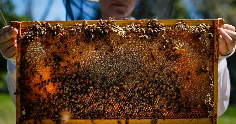 The Best Bees Company on LinkedIn: Are bees still suffering from Colony ... The Best Bees Company on LinkedIn: Are bees still suffering from Colony ...