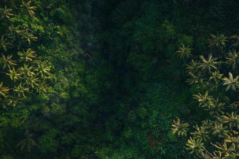 How direct biomass estimation benefits carbon accounting | World ... How direct biomass estimation benefits carbon accounting | World ...