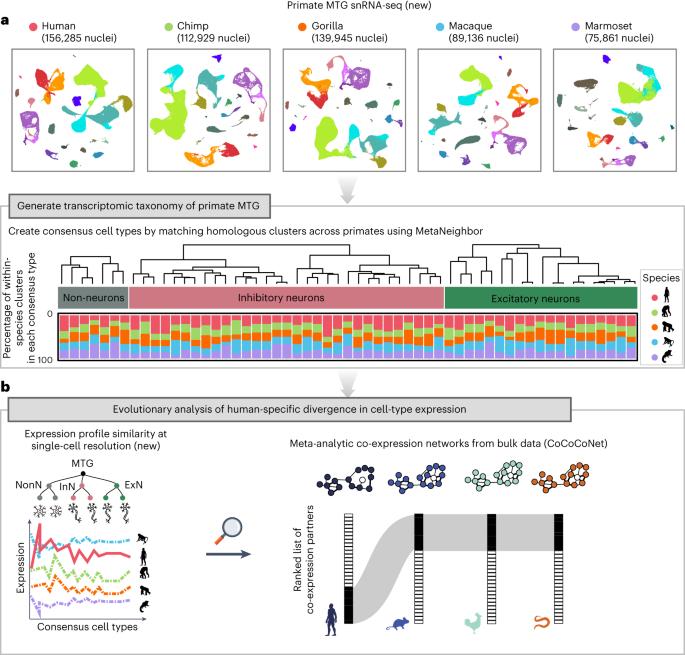Lech Ignatowicz on LinkedIn: Comparative single-cell transcriptomic ... Lech Ignatowicz on LinkedIn: Comparative single-cell transcriptomic ...