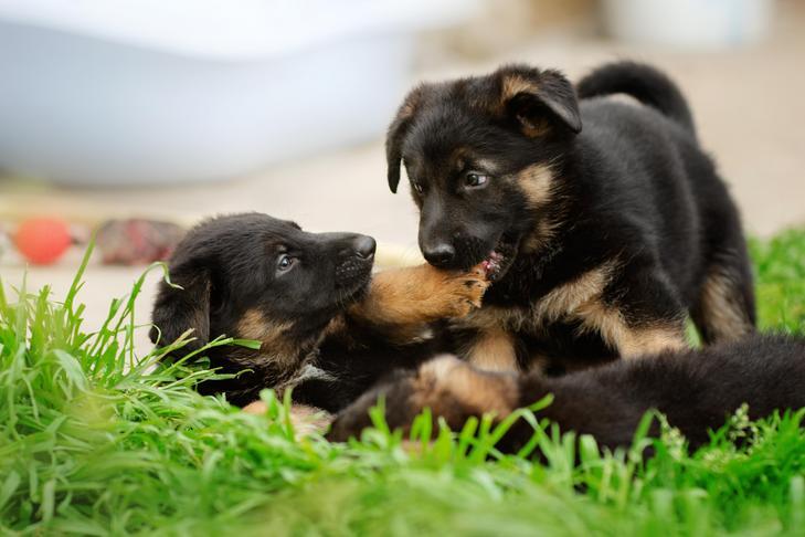 Kayli Jacob on LinkedIn: Dog Reactivity: Understanding the Difference ... Kayli Jacob on LinkedIn: Dog Reactivity: Understanding the Difference ...