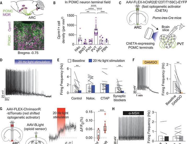 Neuroscience School of Advanced Studies on LinkedIn: Thalamic opioids ... Neuroscience School of Advanced Studies on LinkedIn: Thalamic opioids ...