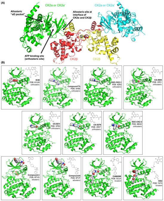 SGC's CK2 chemical probe retrospective | The Structural Genomics ... SGC's CK2 chemical probe retrospective | The Structural Genomics ...
