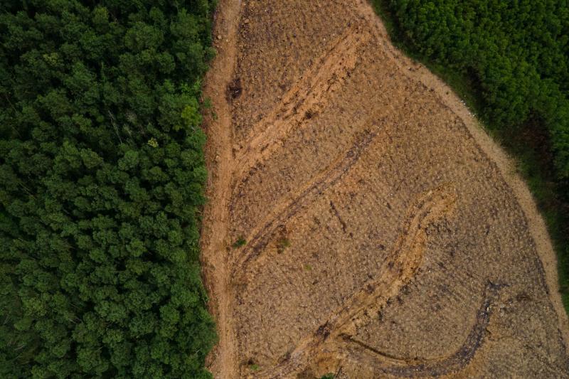 Christian Kull on LinkedIn: A thorny dilemma: Acacia plantations in ... Christian Kull on LinkedIn: A thorny dilemma: Acacia plantations in ...