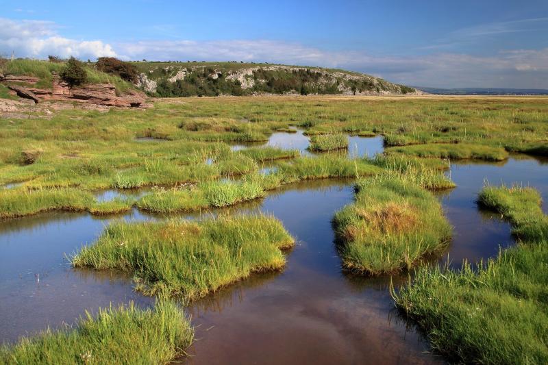 Modeling study shows that marshes provide cost-effective coastal ... Modeling study shows that marshes provide cost-effective coastal ...