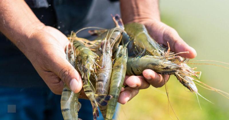 Aquaculture Stewardship Council (ASC) on LinkedIn: ASC Feed Standard ... Aquaculture Stewardship Council (ASC) on LinkedIn: ASC Feed Standard ...