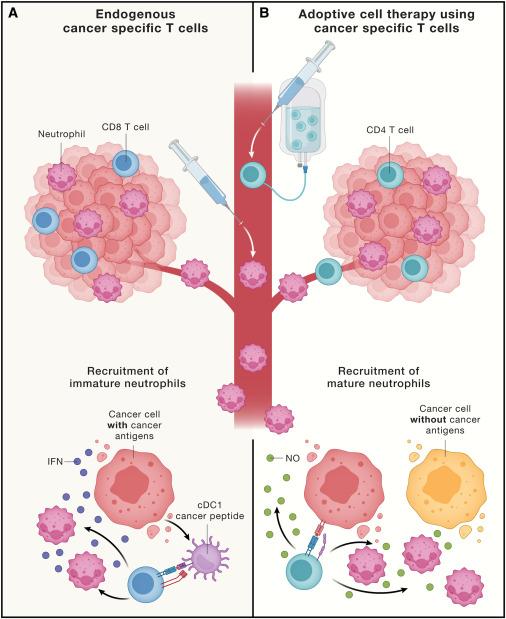 Cancer immunotherapy: T cells and neutrophils working together to ... Cancer immunotherapy: T cells and neutrophils working together to ...