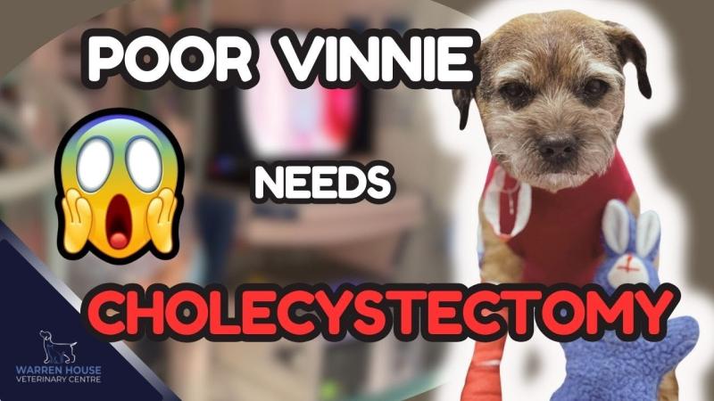 WARREN HOUSE VETERINARY CENTRE LIMITED on LinkedIn: Vinnie's Story ... WARREN HOUSE VETERINARY CENTRE LIMITED on LinkedIn: Vinnie's Story ...