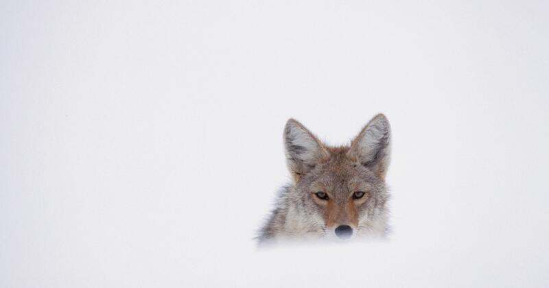 Douglas Kuhn on LinkedIn: 'Coyote' Malware Begins Its Hunt, Preying on ... Douglas Kuhn on LinkedIn: 'Coyote' Malware Begins Its Hunt, Preying on ...