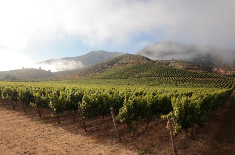 Quang Nguyen on LinkedIn: Concha y Toro becomes the largest producer to ... Quang Nguyen on LinkedIn: Concha y Toro becomes the largest producer to ...