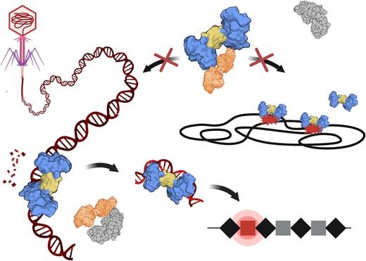 Fiona Kemm on LinkedIn: Cas1–Cas2 physically and functionally interacts ... Fiona Kemm on LinkedIn: Cas1–Cas2 physically and functionally interacts ...
