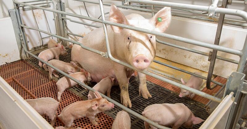 Eric Weaver on LinkedIn: U.S. sow farm production update Eric Weaver on LinkedIn: U.S. sow farm production update