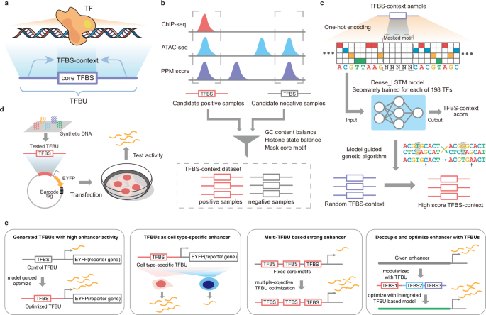 Modeling and designing enhancers by introducing and harnessing… | Kadam ... Modeling and designing enhancers by introducing and harnessing… | Kadam ...