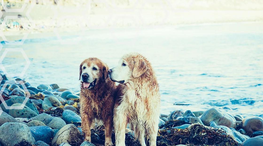 Veterinary Health Innovation Engine on LinkedIn: Results Published from ... Veterinary Health Innovation Engine on LinkedIn: Results Published from ...