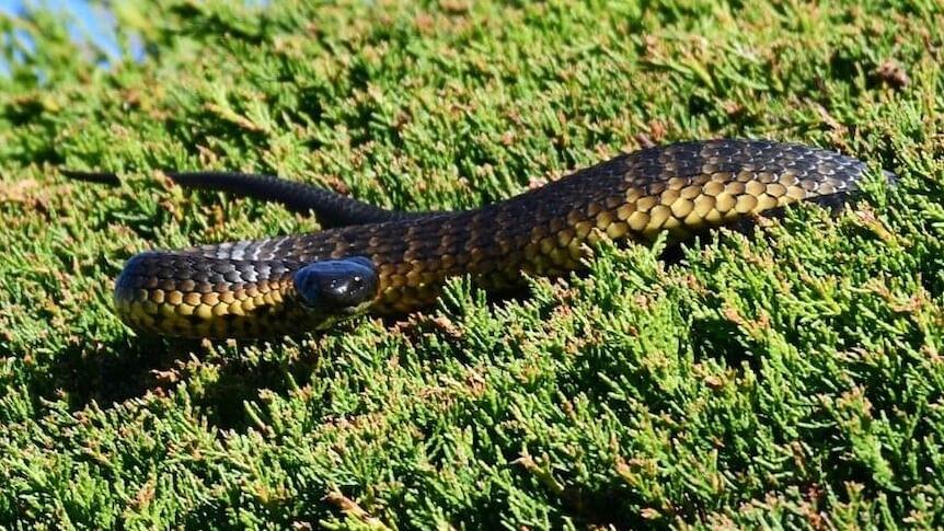 Warwick Audet on LinkedIn: Warning as snakes appear from above hunting ... Warwick Audet on LinkedIn: Warning as snakes appear from above hunting ...