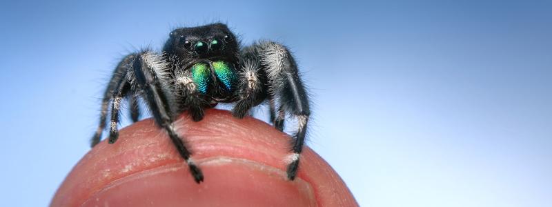 Sujeet Pillai on LinkedIn: Spiders are much smarter than you think Sujeet Pillai on LinkedIn: Spiders are much smarter than you think