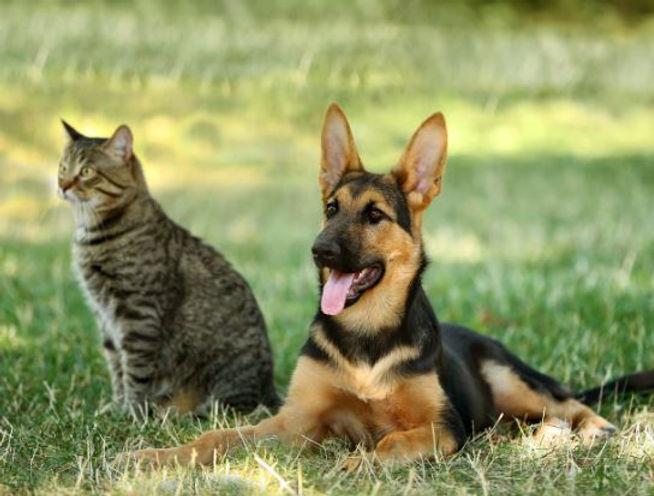 BRMI: Bioregulatory Medicine Institute on LinkedIn: Unlock Optimal Pet ... BRMI: Bioregulatory Medicine Institute on LinkedIn: Unlock Optimal Pet ...