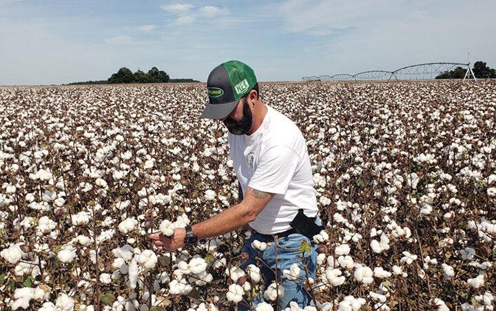 Brian Gardunia on LinkedIn: Implementing New Technology Traits - Cotton ... Brian Gardunia on LinkedIn: Implementing New Technology Traits - Cotton ...
