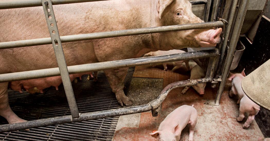 Opinion | The Truth About Your Bacon | Amanda Schaible Opinion | The Truth About Your Bacon | Amanda Schaible