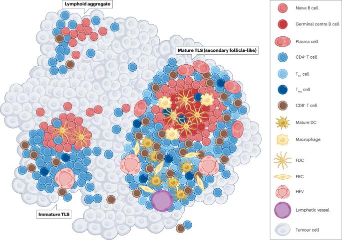 Ana Houel on LinkedIn: Tertiary lymphoid structures in anticancer ... Ana Houel on LinkedIn: Tertiary lymphoid structures in anticancer ...