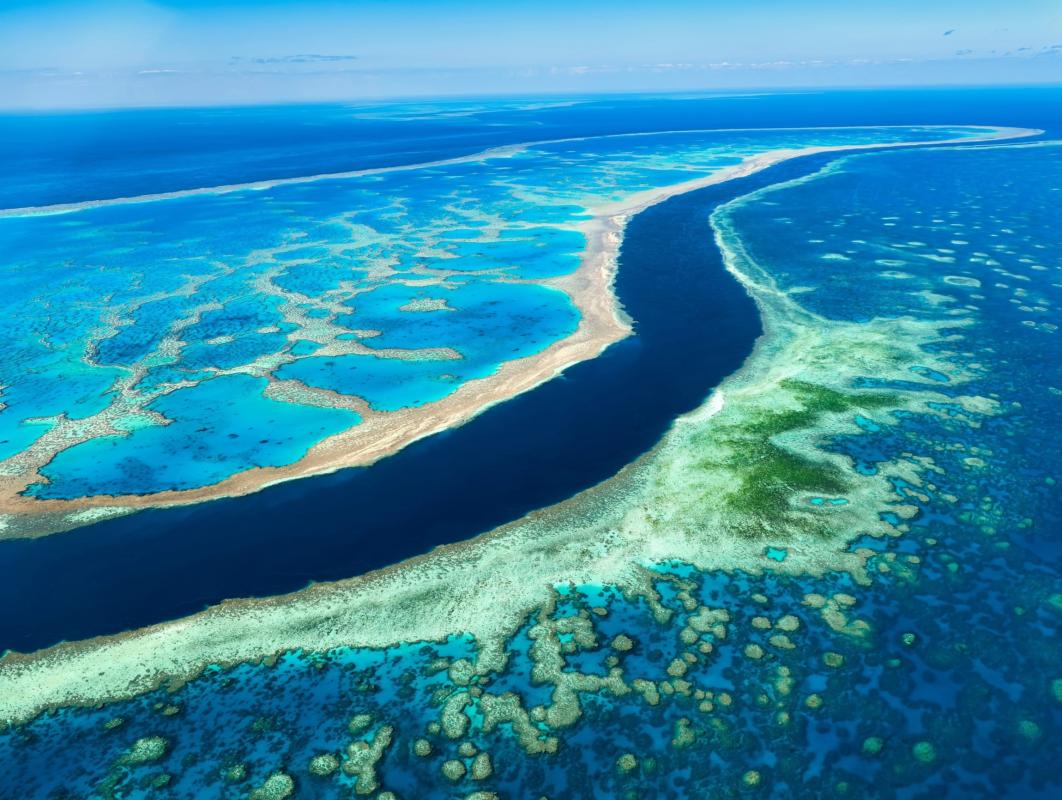 Coral bleaching has reached Coral bleaching has reached