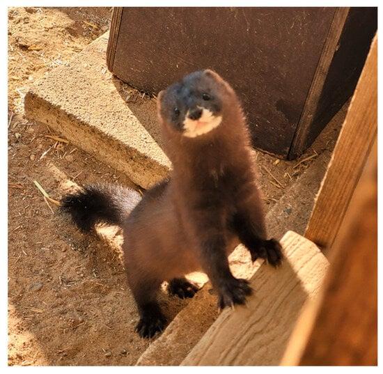 Nivesh Jain on LinkedIn: Prioritizing Endangered Species in Genome ... Nivesh Jain on LinkedIn: Prioritizing Endangered Species in Genome ...
