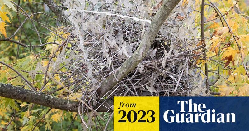 Crows and magpies using anti-bird spikes to build nests, researchers ... Crows and magpies using anti-bird spikes to build nests, researchers ...