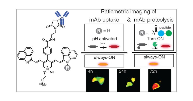 sushma jadhav on LinkedIn: Tracking the Fate of Therapeutic Proteins ... sushma jadhav on LinkedIn: Tracking the Fate of Therapeutic Proteins ...