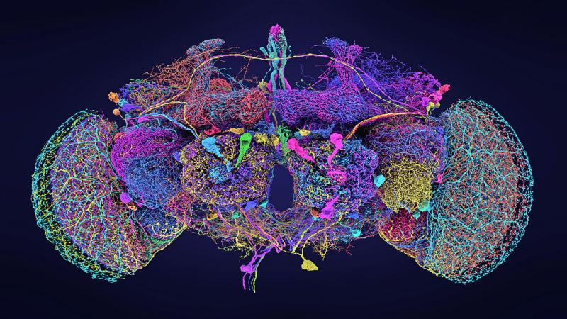 Cedric Spak, MD, MPH, FIDSA on LinkedIn: An adult fruit fly brain has ... Cedric Spak, MD, MPH, FIDSA on LinkedIn: An adult fruit fly brain has ...