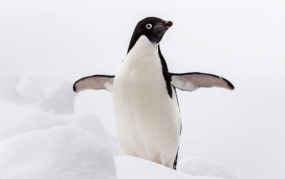 Vogelgriep slaat definitief toe op Antarctica | Martin Poot Vogelgriep slaat definitief toe op Antarctica | Martin Poot