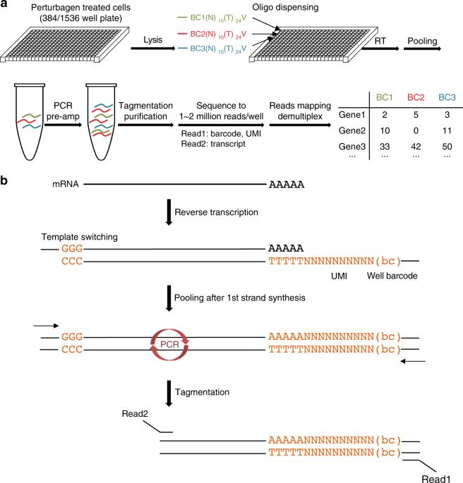 Chaoyang Ye, PhD on LinkedIn: DRUG-seq for miniaturized high-throughput ... Chaoyang Ye, PhD on LinkedIn: DRUG-seq for miniaturized high-throughput ...