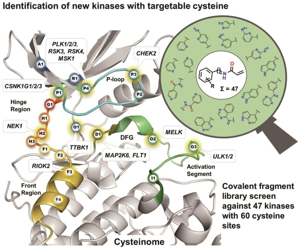 The Structural Genomics Consortium (SGC) on LinkedIn: Probing the ... The Structural Genomics Consortium (SGC) on LinkedIn: Probing the ...