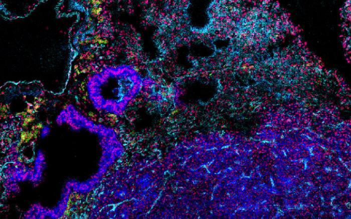Niall Anderson on LinkedIn: Postdoctoral Training Fellow – Cell ... Niall Anderson on LinkedIn: Postdoctoral Training Fellow – Cell ...