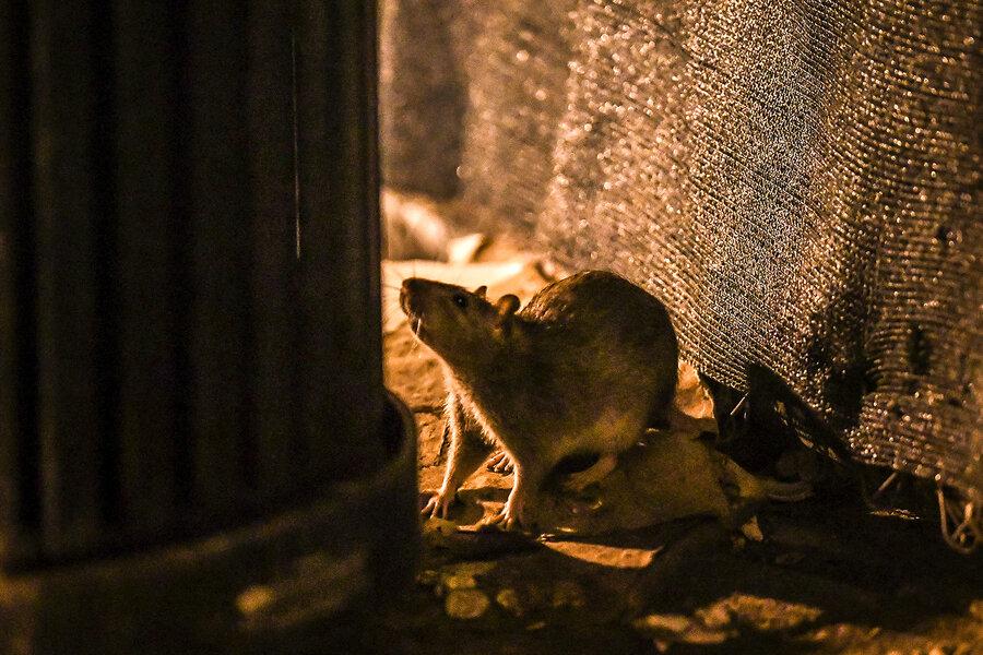 In US capital, rats thrive where civic trust is low. Here’s how to fix ... In US capital, rats thrive where civic trust is low. Here’s how to fix ...