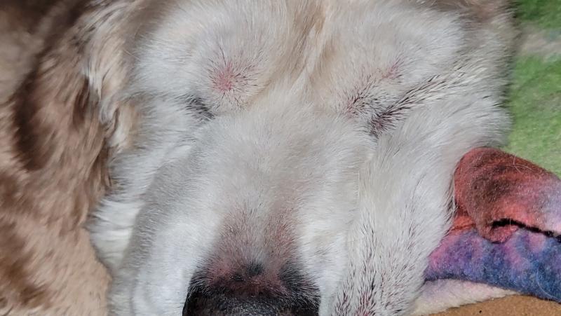 rob dunphy on LinkedIn: Donate to My dog Lila Bella Dunphy Please ... rob dunphy on LinkedIn: Donate to My dog Lila Bella Dunphy Please ...