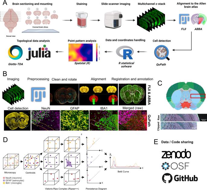 Ayman ElAli on LinkedIn: Dissecting glial scar formation by spatial ... Ayman ElAli on LinkedIn: Dissecting glial scar formation by spatial ...