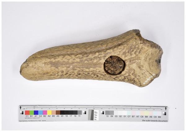 Making sense of fossils and artefacts: a review of best practices for ... Making sense of fossils and artefacts: a review of best practices for ...