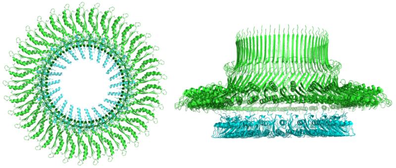 Jamaine Davis on LinkedIn: New structure of flagellar motor component ... Jamaine Davis on LinkedIn: New structure of flagellar motor component ...