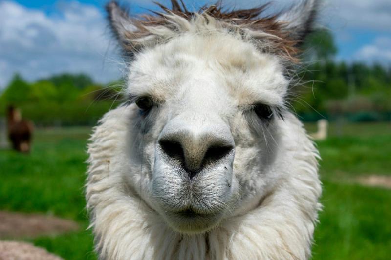 Wei-Meng Lee on LinkedIn: Running LLMs Locally using Ollama Wei-Meng Lee on LinkedIn: Running LLMs Locally using Ollama