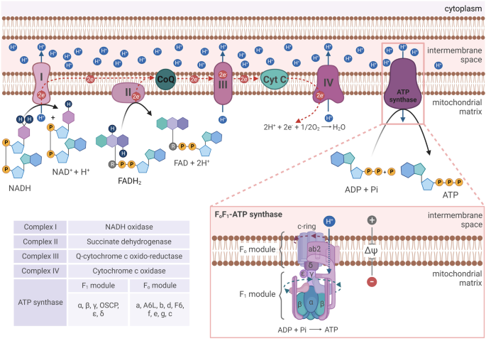 Abdel SACI on LinkedIn: ROS production by mitochondria: function or ... Abdel SACI on LinkedIn: ROS production by mitochondria: function or ...