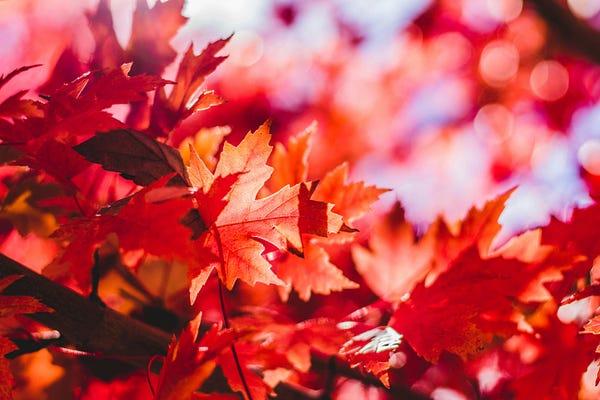Anesu Kafesu on LinkedIn: How To Perform Automated Data Augmentation Anesu Kafesu on LinkedIn: How To Perform Automated Data Augmentation