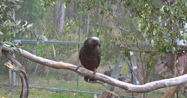 Project Janszoon - Restoring the Abel Tasman on LinkedIn: Major ... Project Janszoon - Restoring the Abel Tasman on LinkedIn: Major ...